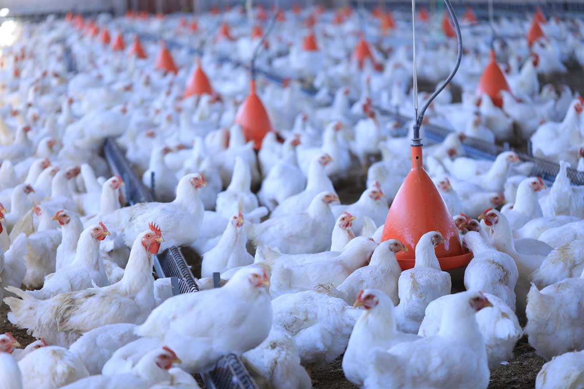 مزارع الزاهري للدواجن – Al Zahri Poultry Farms